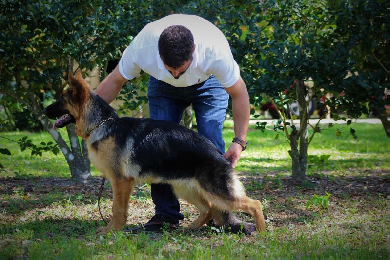 German Shepherd named Martina Di Casa Martin