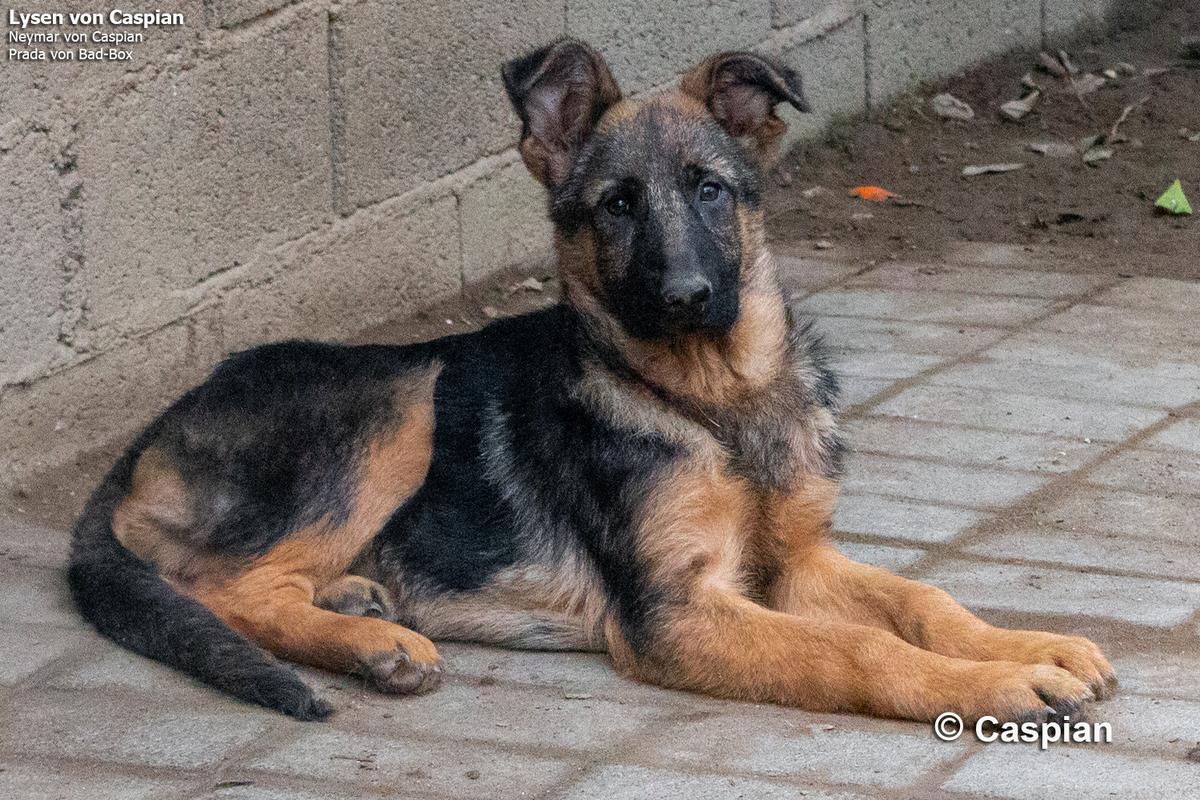 Pet Simple DNA