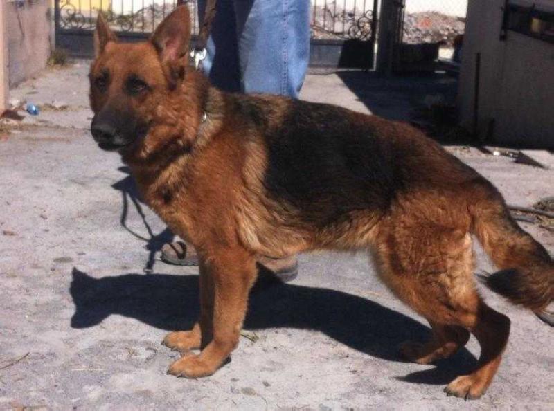 Pet Simple DNA