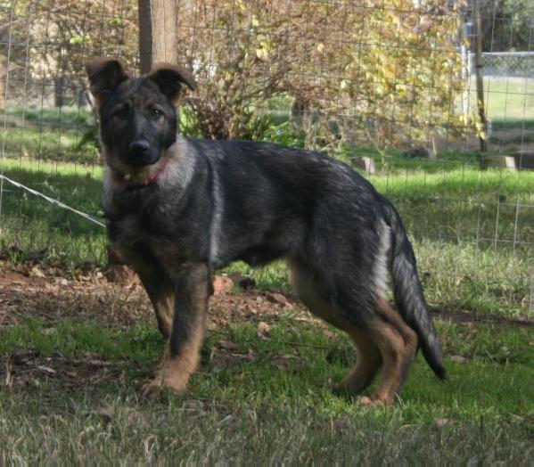 German Shepherd named Bailey vom Adlerhimmel