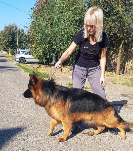 German Shepherd named Zeus vom Haus Laslo