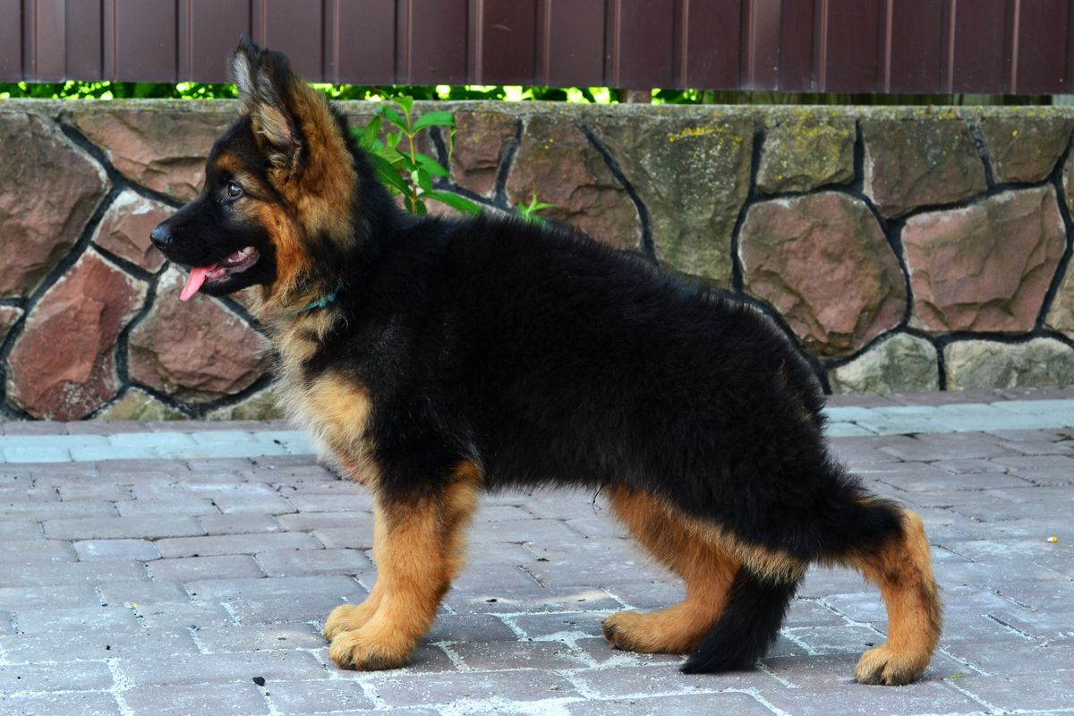 German Shepherd named S Juzhnogo Buga OZON