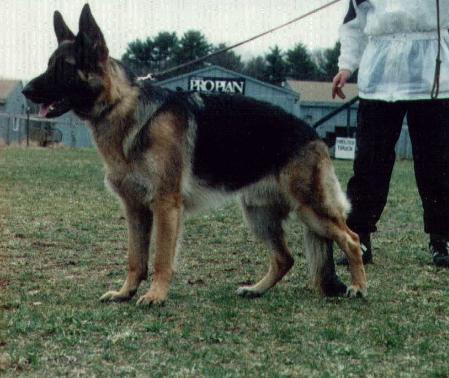 German Shepherd named Byron vom Rheinland