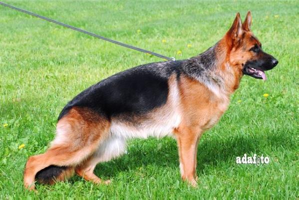 German Shepherd named RADHJA VON HAUS RUGGIERO