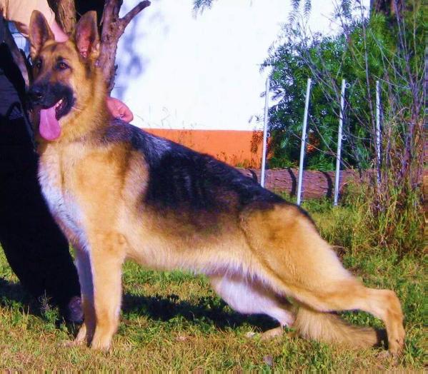German Shepherd named Babheim's Tiffany