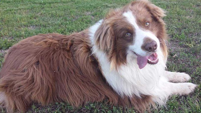 Australian Shepherd named Bet On Me Red Ranger