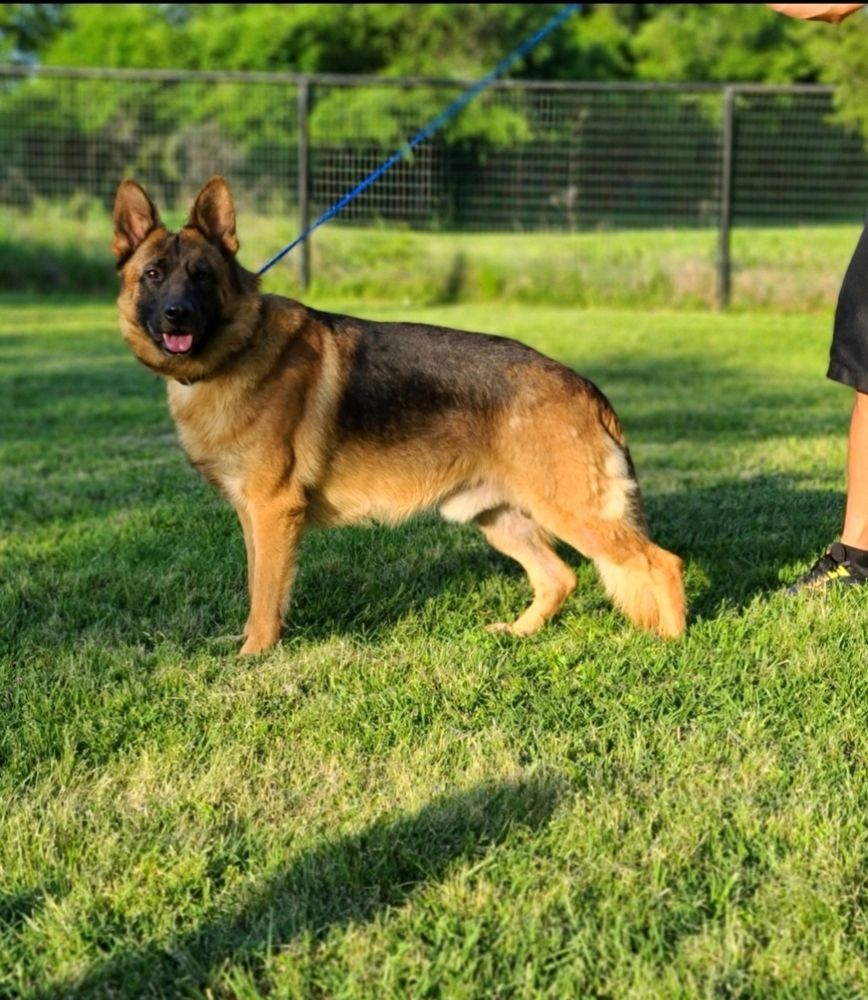 German Shepherd named Hunter von Kappel