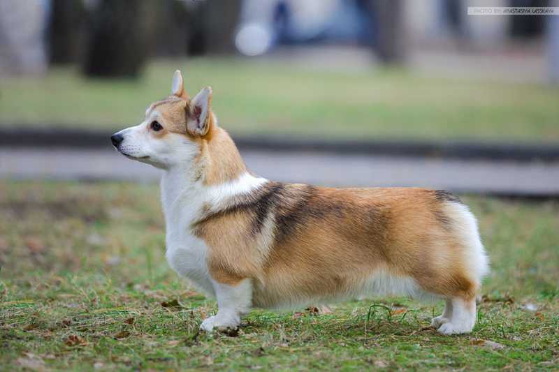 Pembroke Welsh Corgi named Laif Spring Viola