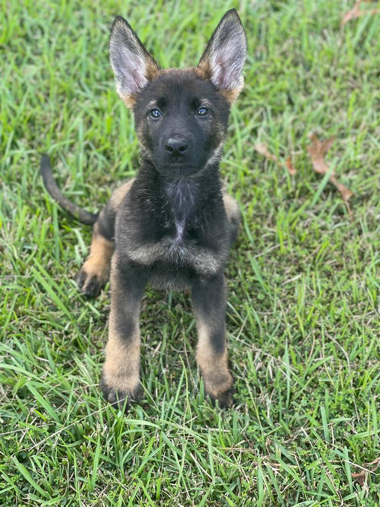 German Shepherd named Axel Fryery Haus