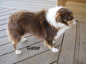 Pet Simple DNA