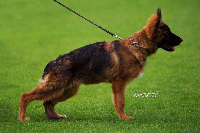 German Shepherd named MARUNA Kamabeda