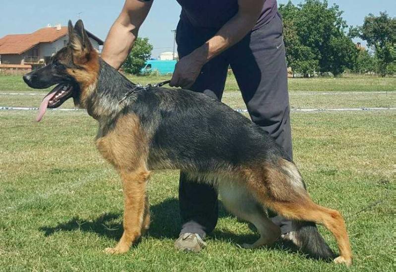 German Shepherd named Cedra Rim Trotter