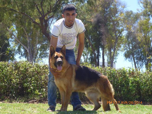 German Shepherd named Halis