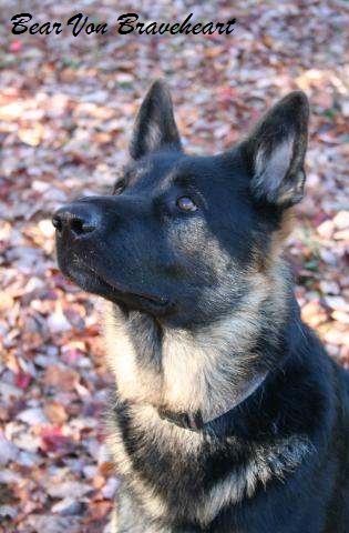 German Shepherd named Bear von braveheart