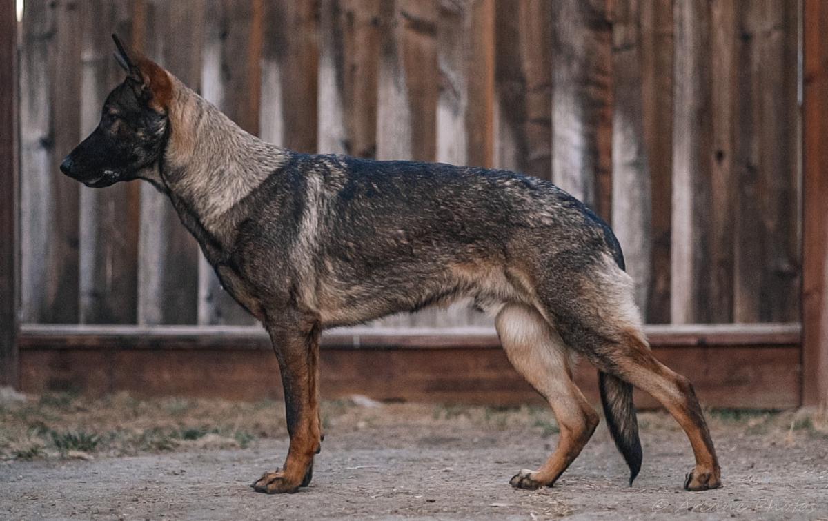 German Shepherd named Into Shadows From Light Vd Shockeyhaus