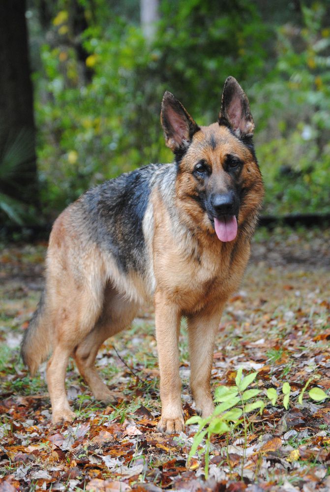 German Shepherd named Takoda XIII