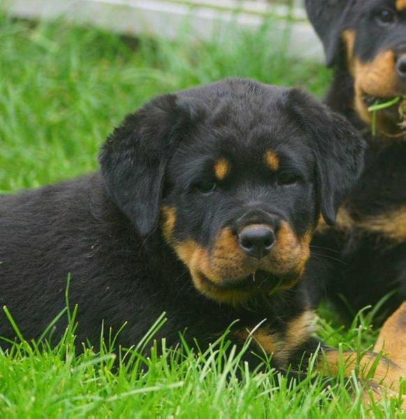 Rottweiler named Lizzi von der Goldquelle