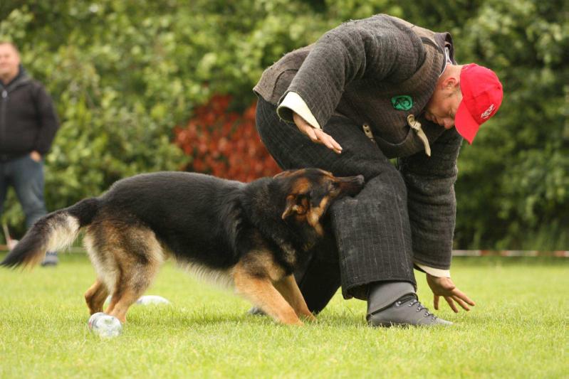German Shepherd named Abor van Pauwkes