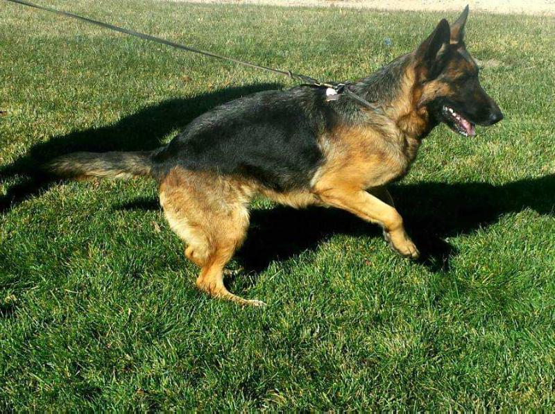 German Shepherd named Mia vom Haus Adam