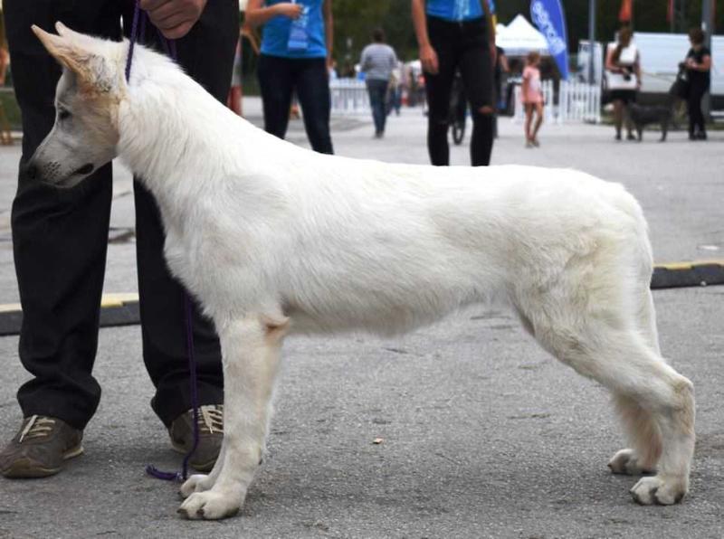 White Swiss Shepherd Dog named White Dream Team Precious Diamond "MERIDA"
