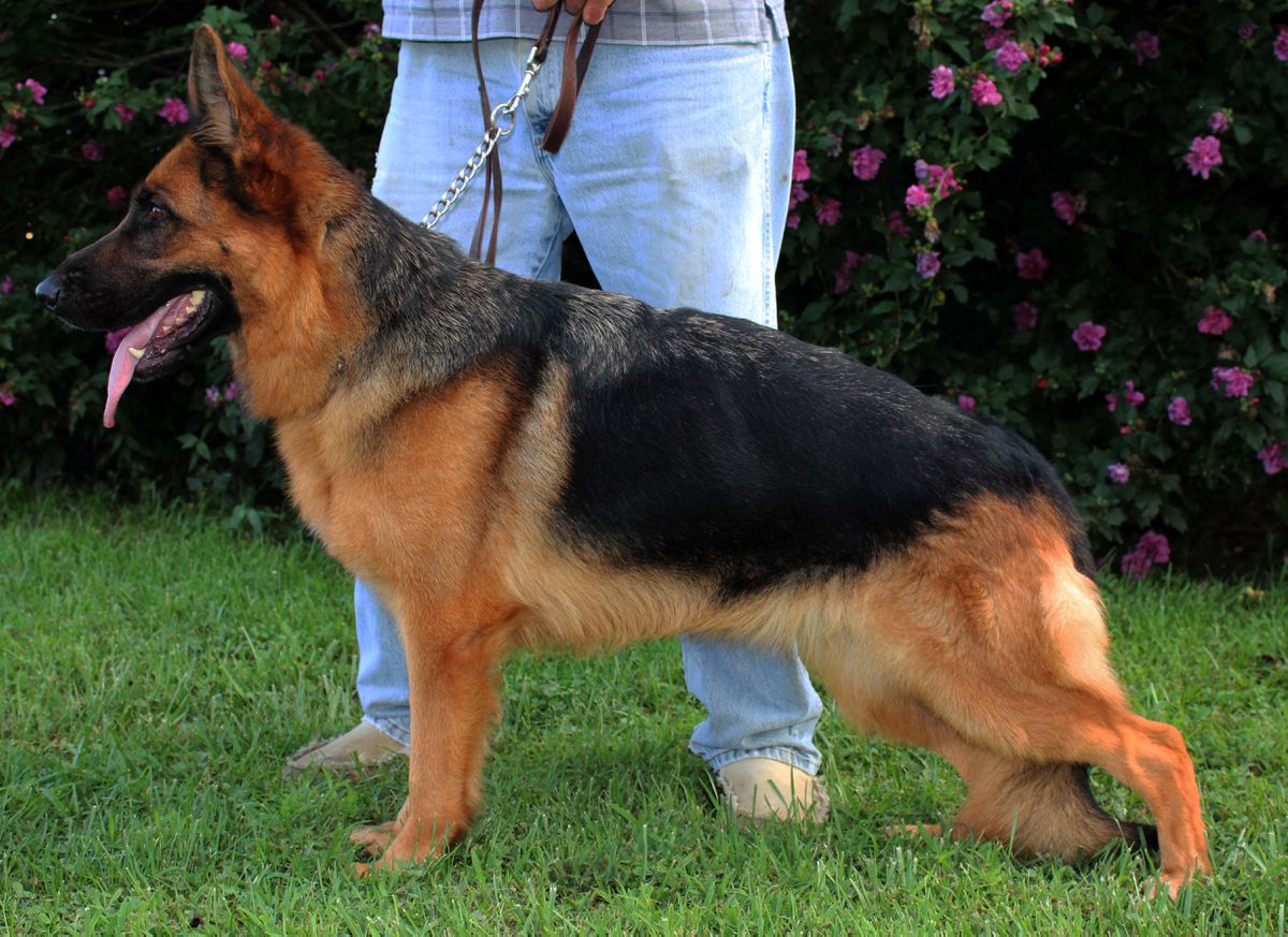 German Shepherd named Luna Bad Blood