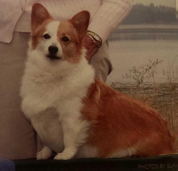 Pet Simple DNA