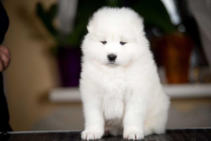 Samoyed named Sammy Sweet Demi Moore