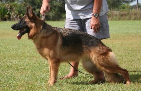 German Shepherd named Dipsie von der Rochele Ranch