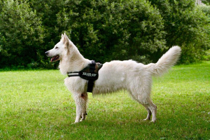 White Swiss Shepherd Dog named Laska Du Domaine de la Combe Noire