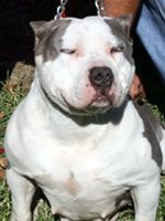 American Pit Bull Terrier named Gottyline's Biggy Shorty
