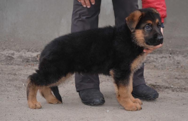 German Shepherd named Atos Tsari & Grant