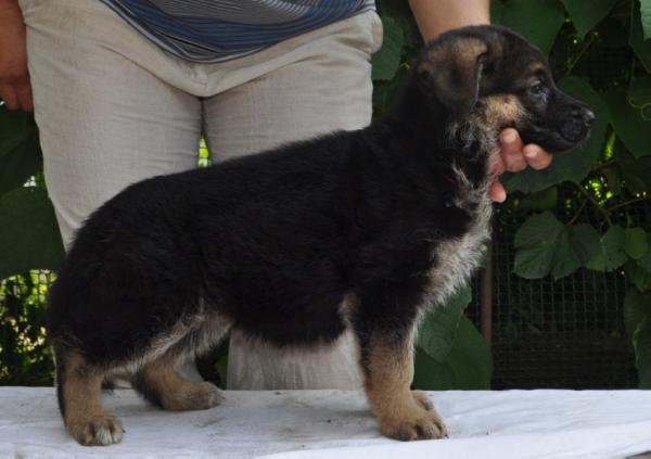 German Shepherd named Akselbrunnen Jashma