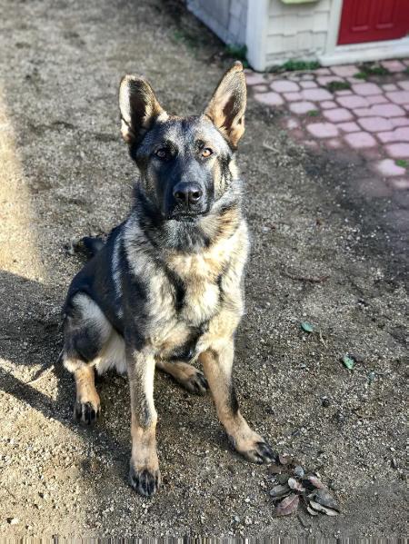 German Shepherd named Devil Dog de Lupus Seavus