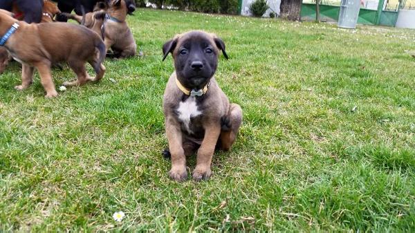 Belgian Malinois named Beany La Vie Est Belle
