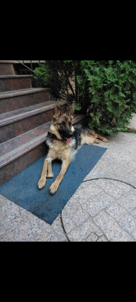 German Shepherd named Chelsea Volos Haus