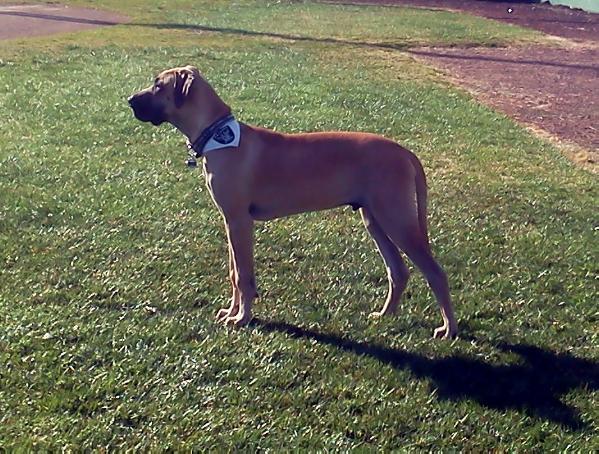 Great Dane named Cash