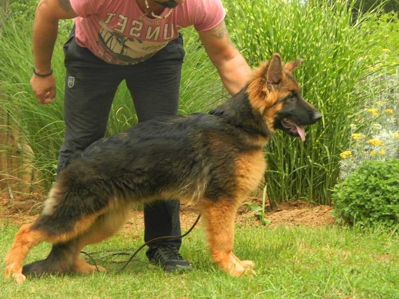 German Shepherd named Ursus de la Madonina