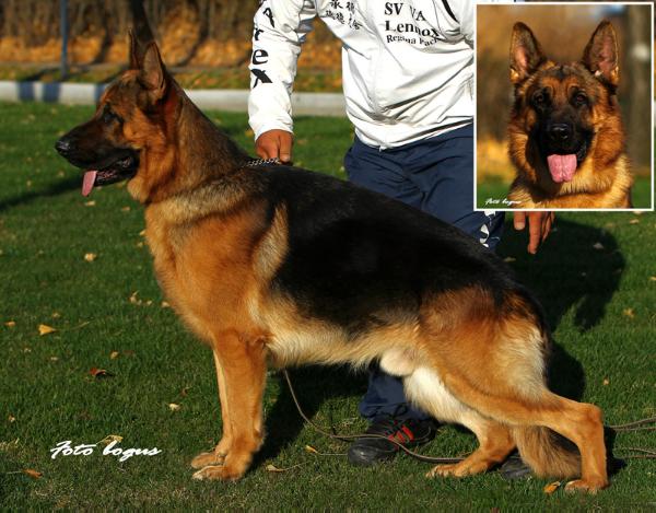 German Shepherd named Argus of House Chul