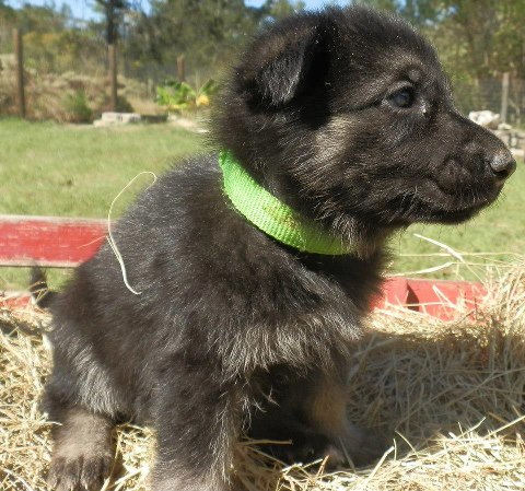 German Shepherd named Wdr Misha Vom Haus Kimble