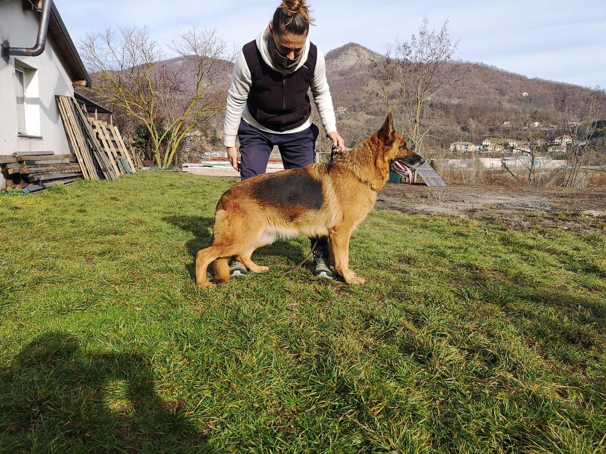 German Shepherd named GIADA DELLA ROGGIA CASTELLANA