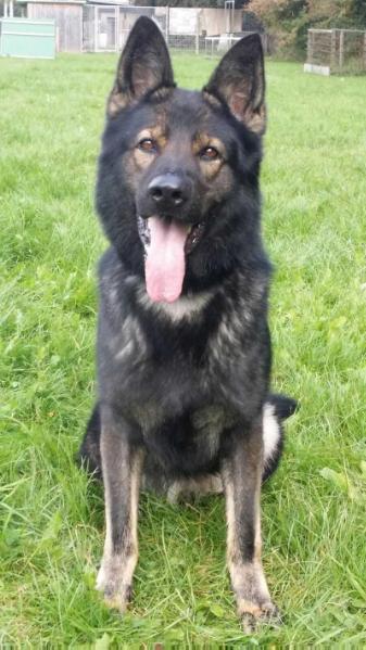 German Shepherd named Gerri von Lord Fandor
