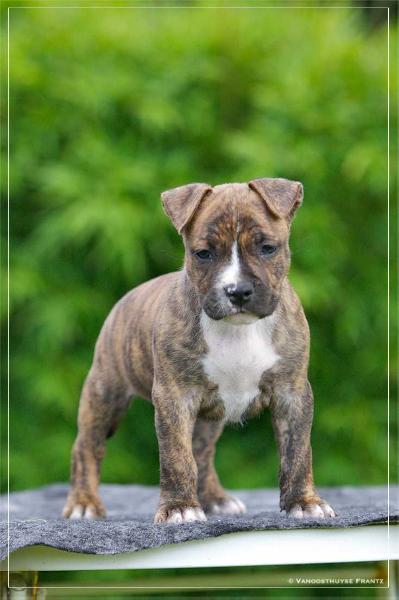 American Staffordshire Terrier named L'HARRY POTTER de la Maison d'Este