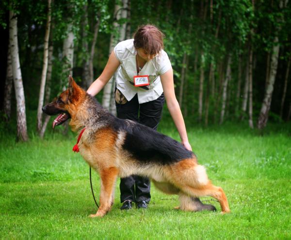 Pet Simple DNA