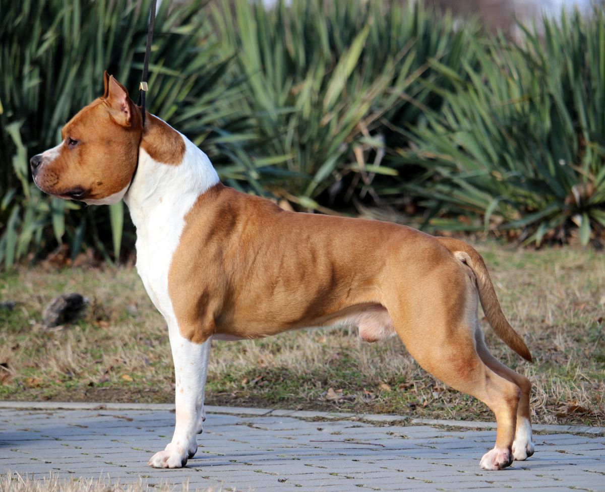 American Staffordshire Terrier named Tiger Tattoo's Working Class Hero