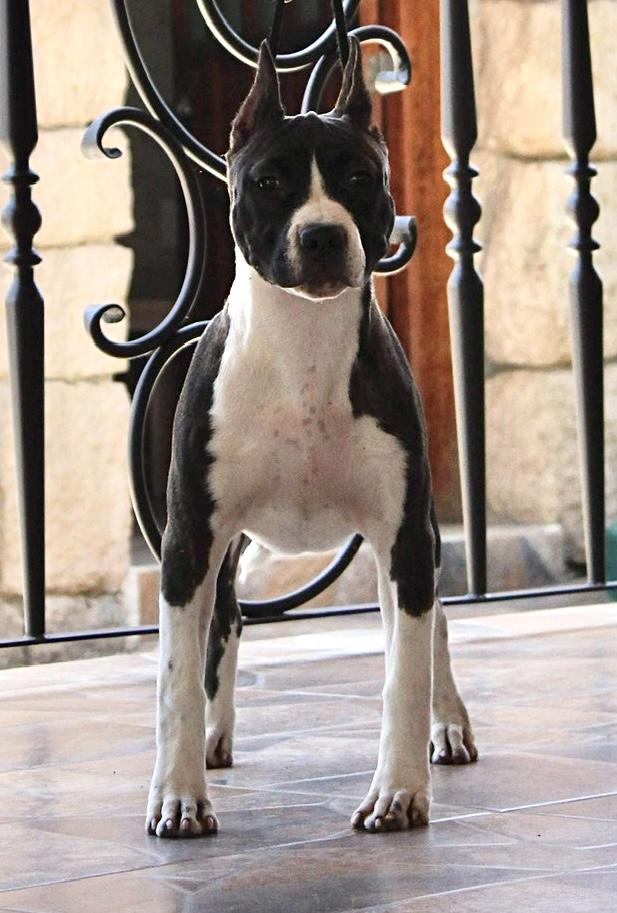 American Staffordshire Terrier named Fraja EC All Eyes on Me