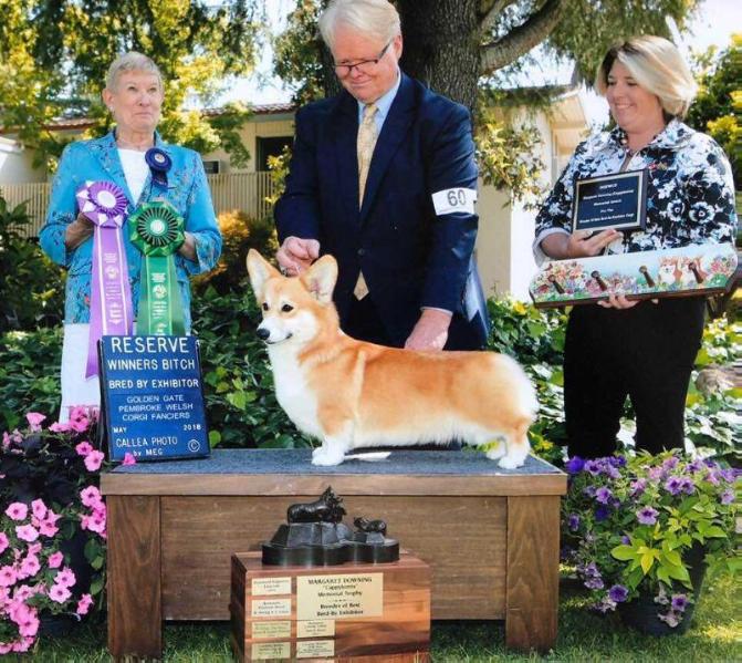 Pembroke Welsh Corgi named Coventry A Million Reasons