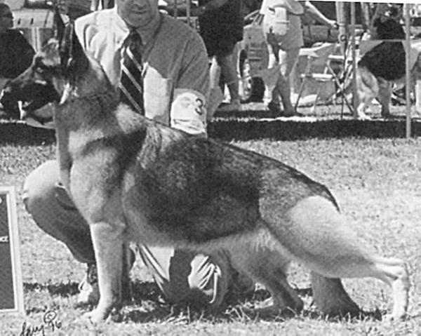 German Shepherd named Asgard's Cristy Brinkley Orion