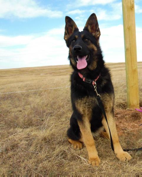 German Shepherd named Indian Creeks Ava