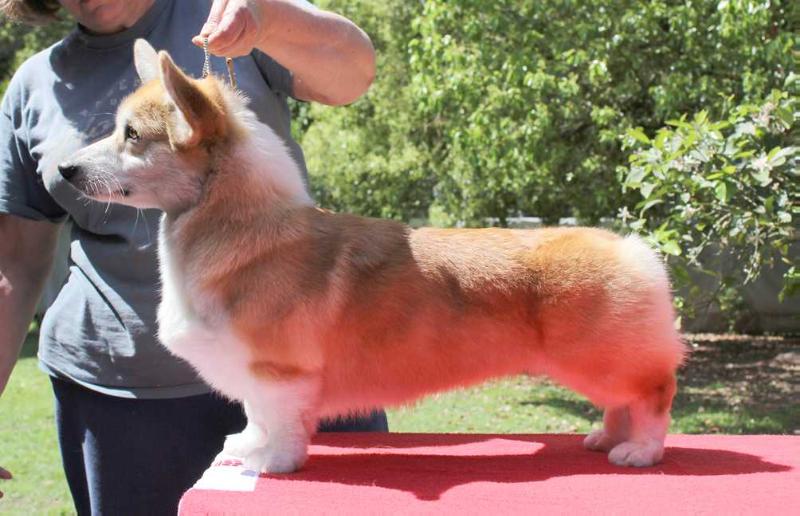 Pembroke Welsh Corgi named Heronsway The West Wing