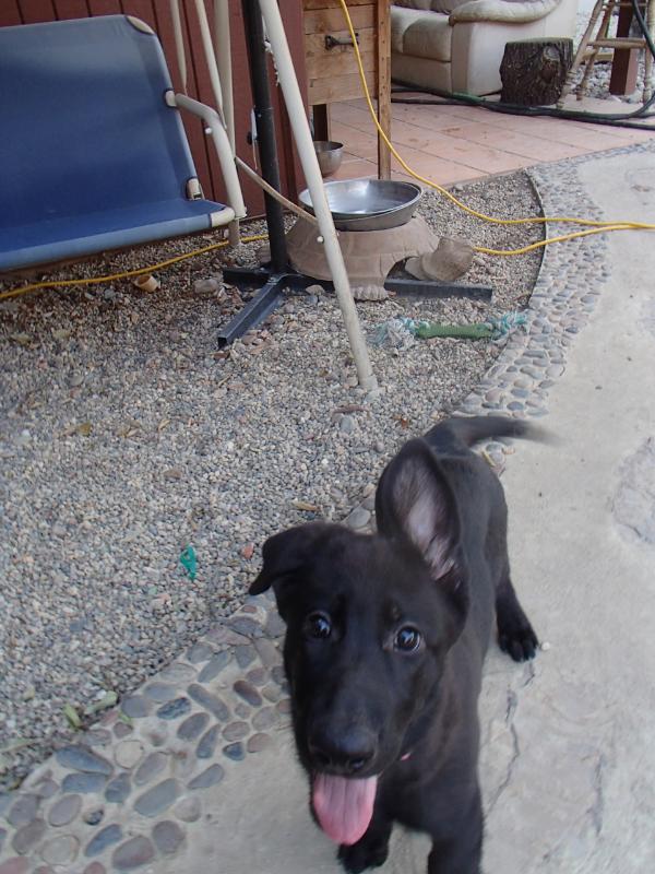 German Shepherd named Dakota vom Hass Haus